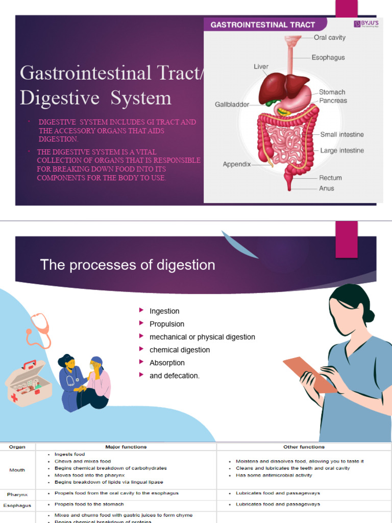 Gi Tract Report | PDF | Human Digestive System | Bile