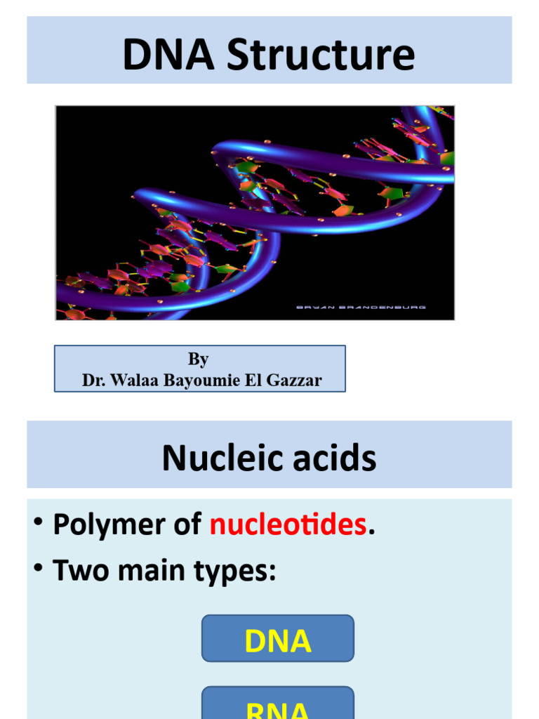 Lecture 1-DNA Structure | PDF | Dna | Nucleotides