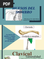 Musculos de La Nuca | PDF | Anatomía humana | Sistema musculoesquelético