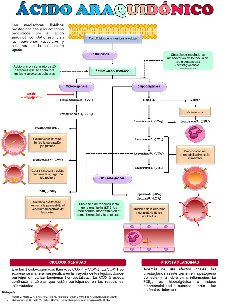 Cascada Del Ácido Araquidónico - Infografía | PDF | Prostaglandina ...