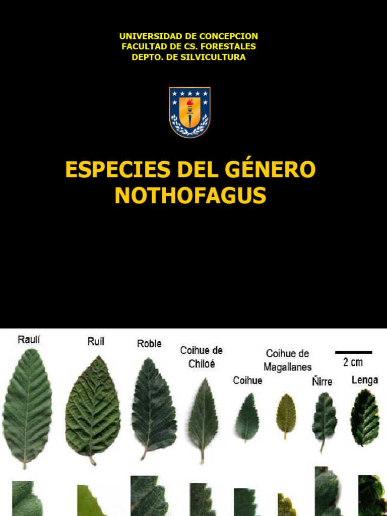 Genero Nothofagus 2023 | PDF | Arboles | Botánica