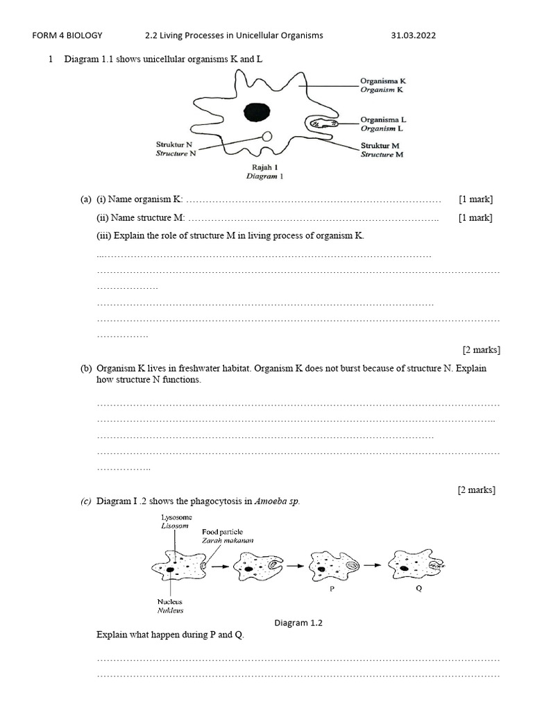Form 4 Biology Chapter 1.3 SPM Tropical Question Amoeba Sp. | PDF