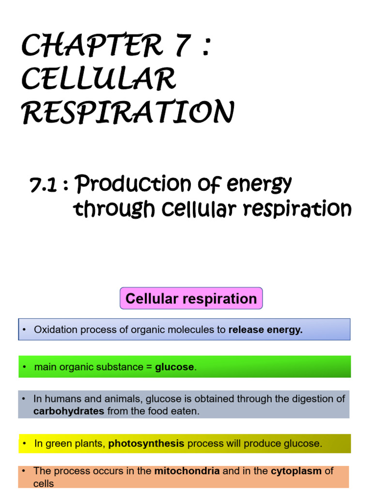 Chapter 7 Cellular Respiration | PDF | Cellular Respiration | Fermentation