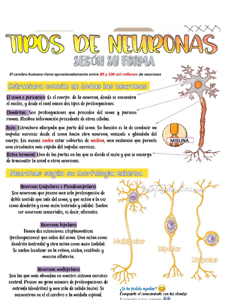 Neuronas | PDF
