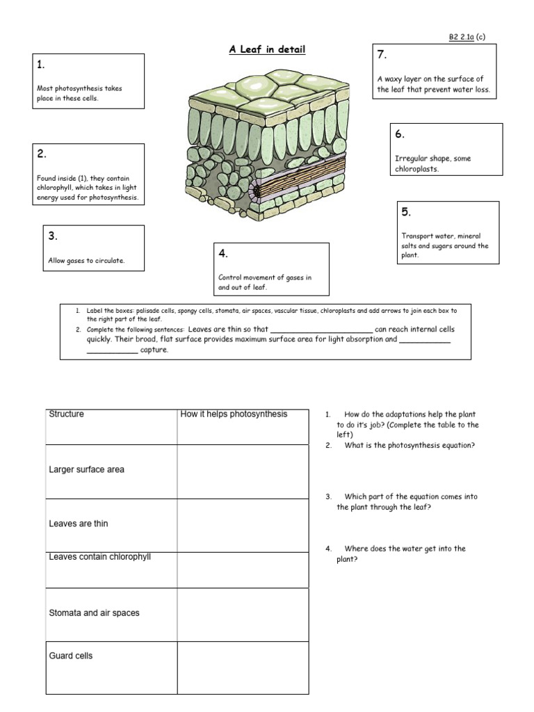 FHFHF | Download Free PDF | Leaf | Stoma