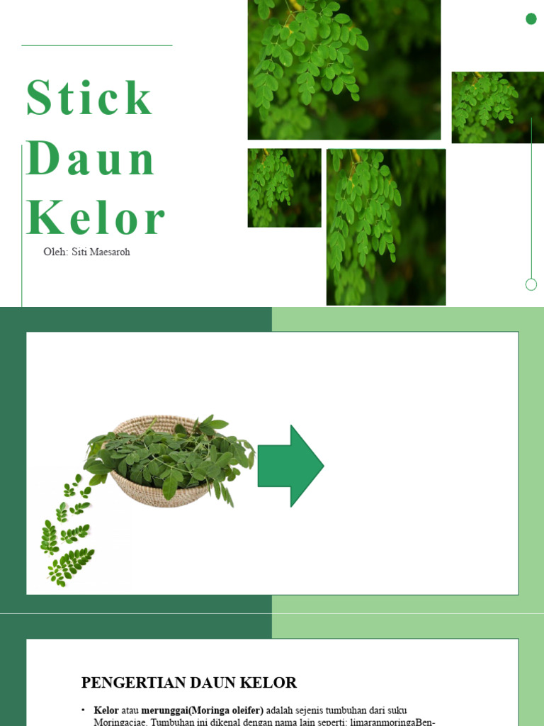 Stick Kelor Maesa | PDF