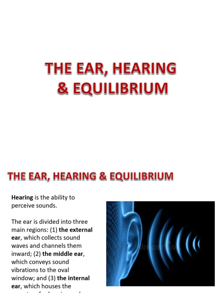 Lab 23 The Ear Hearing Balance | PDF | Ear | Auditory System