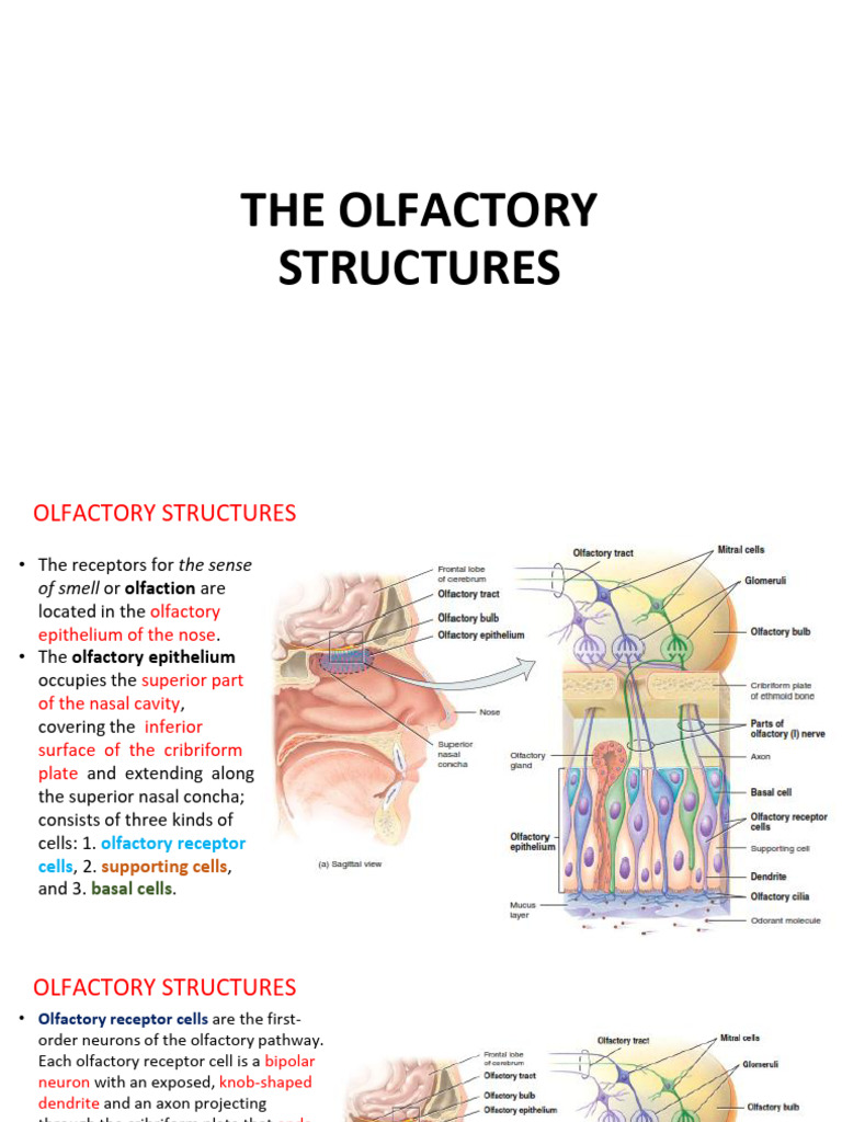 Lab 21 The Olfactory Structures | PDF