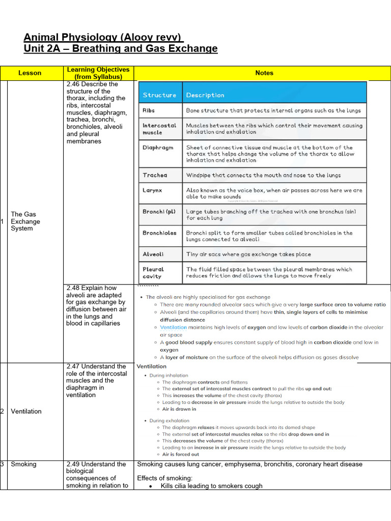 Edexcel Igcse Unit 2a 2b Revision Pdf Digestion Lung
