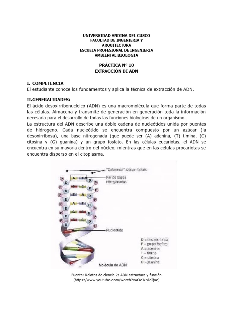 Ficha Practica 10 Extraccion Adn | PDF | Adn | Biología Celular)