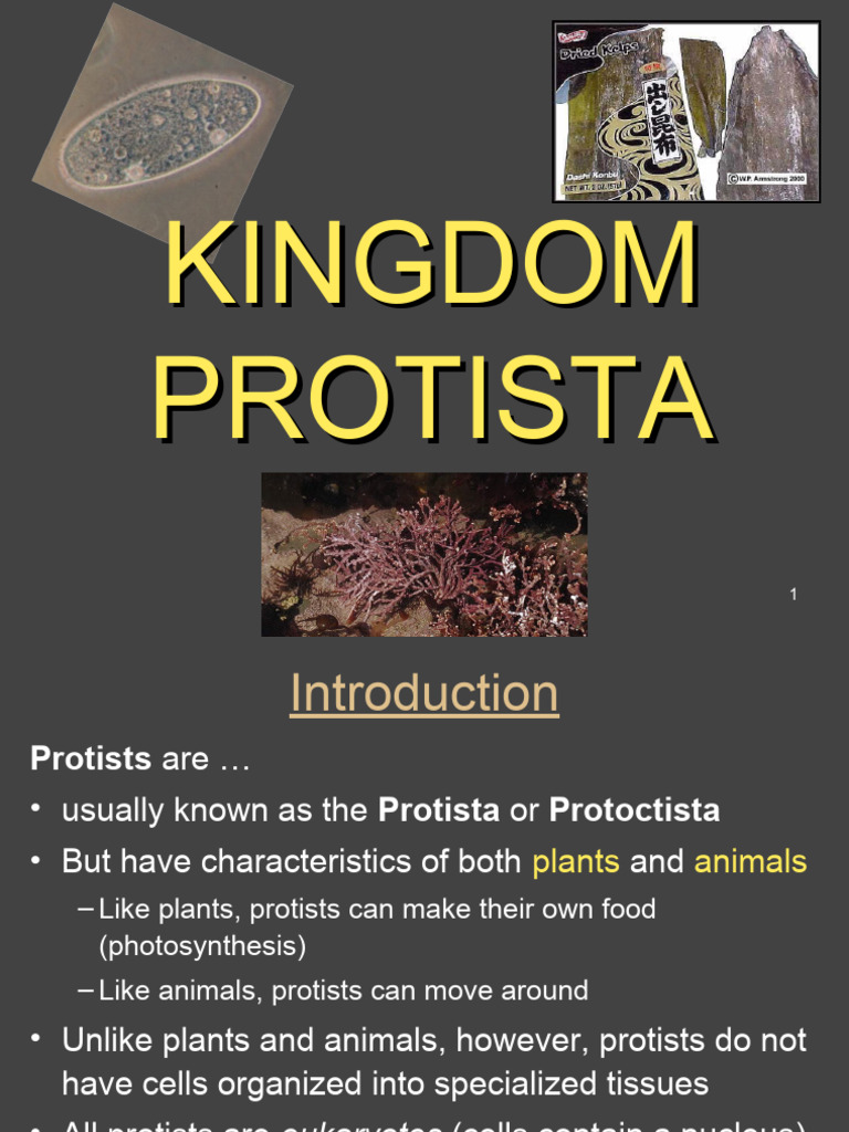 Protista Kingdom Overview and Classification | PDF | Protozoa | Algae