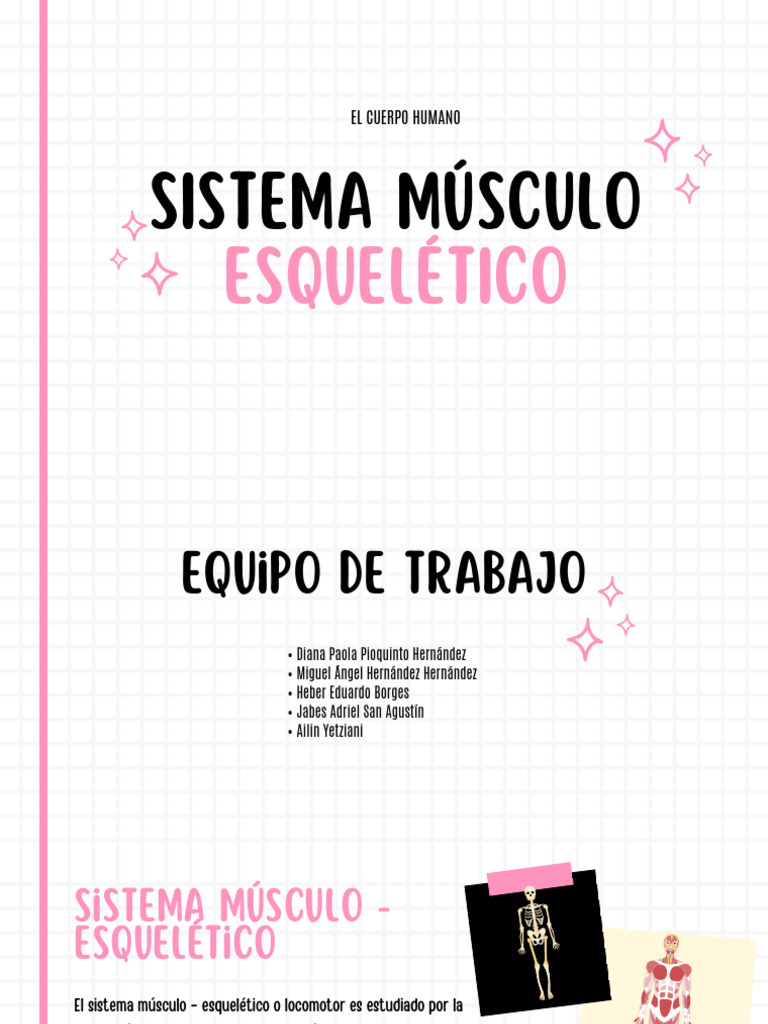 Sistema Músculo Esquelético Pdf Músculo Esquelético Esqueleto