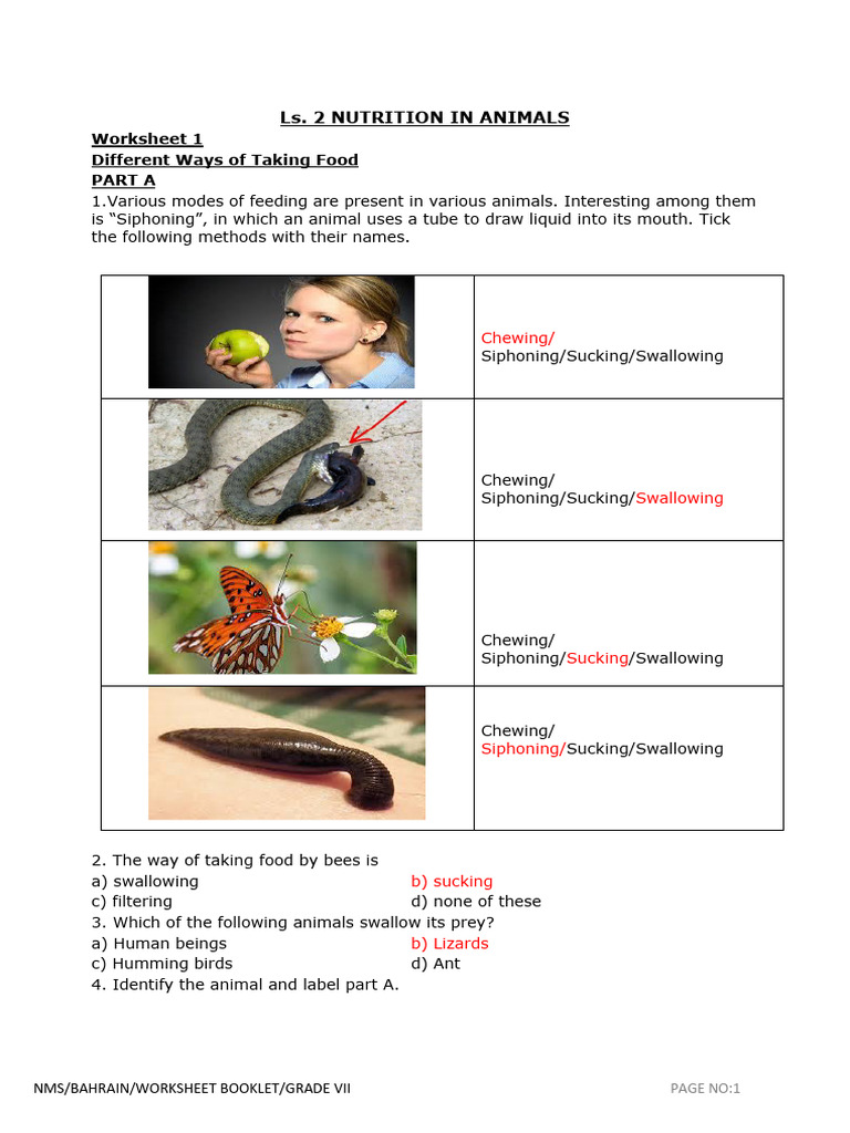 L2 Nutrition in Animals Worksheet Answerkey 2023 24 | PDF | Digestion ...