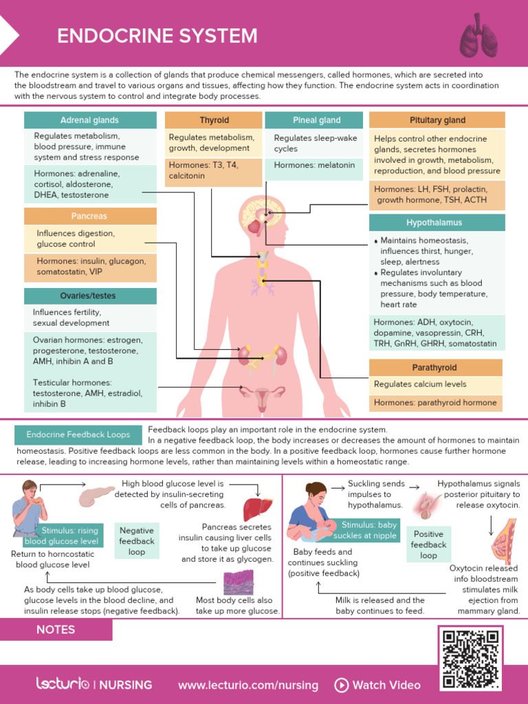 Nursing CS Endocrine System | PDF | Endocrine System | Hormone