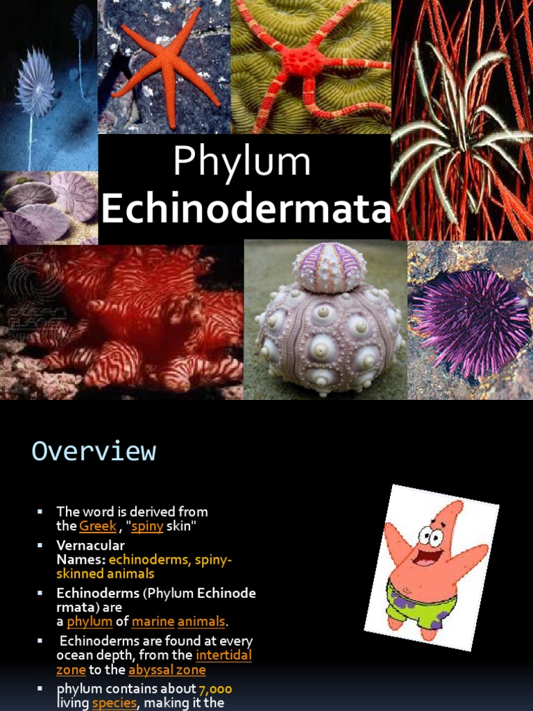 Names Of Echinodermata