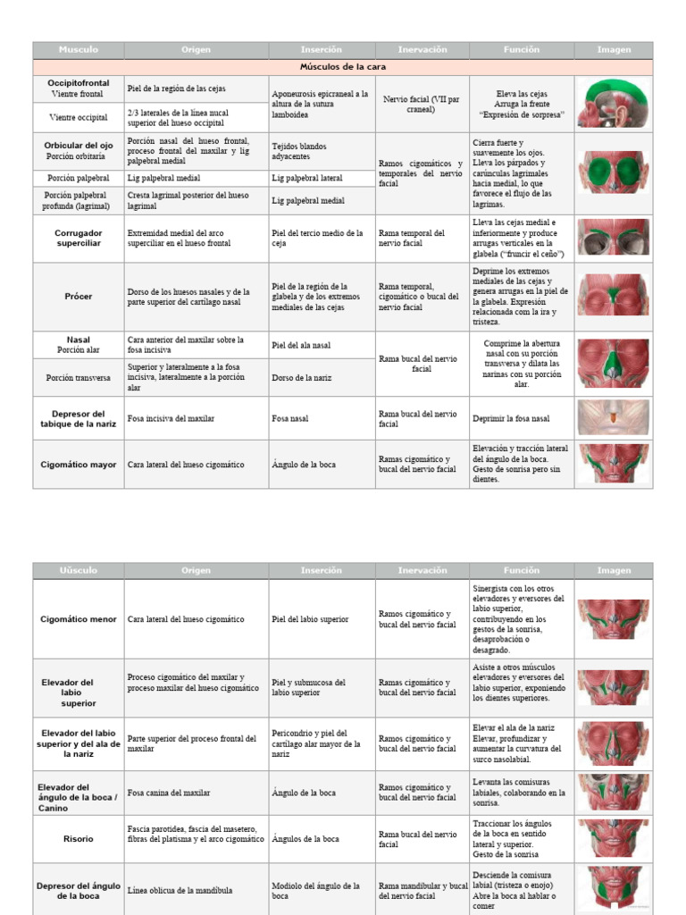 Musculos Faciales 2 | PDF | Codo | Cabeza y cuello humanos