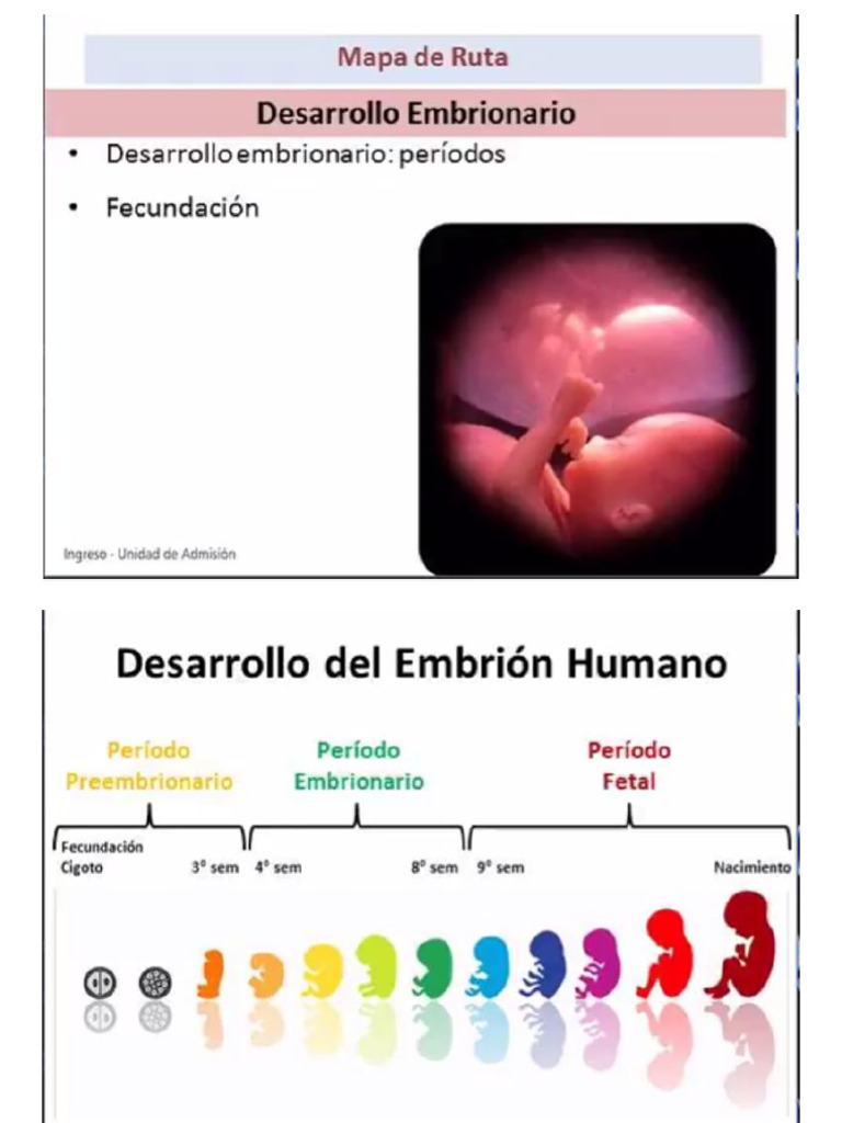 Embrio | PDF