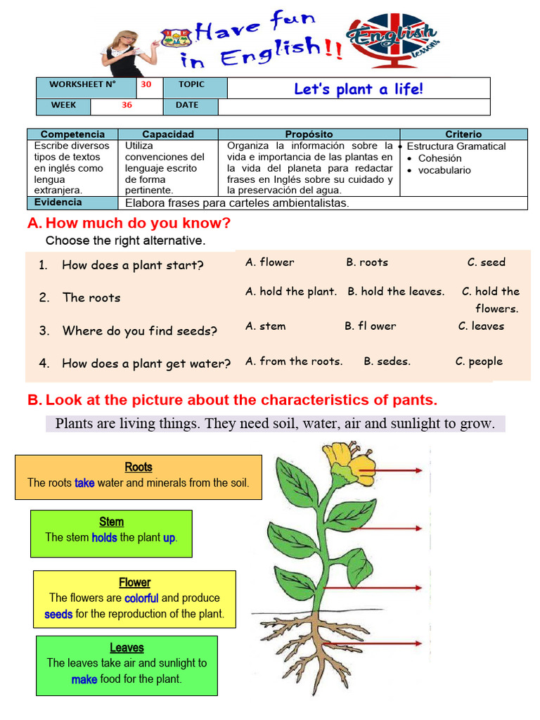 Worksheet 30 - Ciclo VII-plant A Life | PDF | Plants | Botany