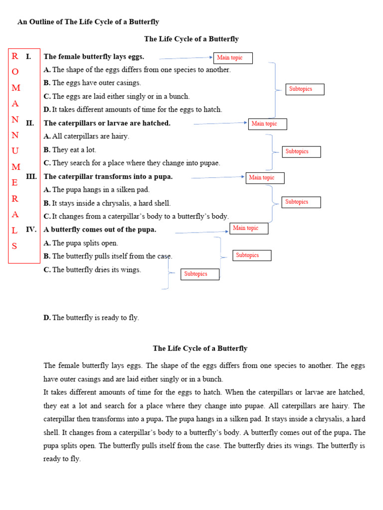 An Outline of The Life Cycle of A Butterfly | PDF