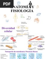Anatomía de la Región Inguinal | PDF | Anatomía | Morfología (biología)