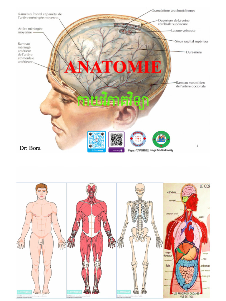 Anatomy | PDF