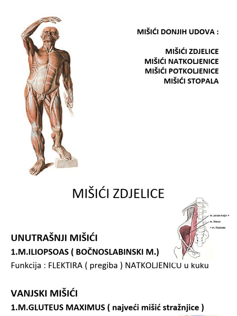 Mišići Zdjelice 3 | PDF