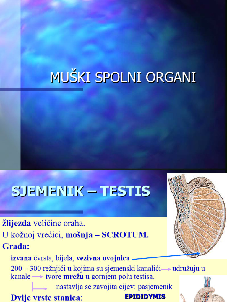 Muški Spolni Sustav 4 | PDF