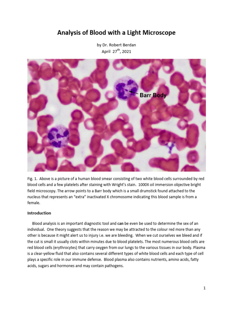 Analysis of Blood With A Light Microscope | PDF | White Blood Cell ...