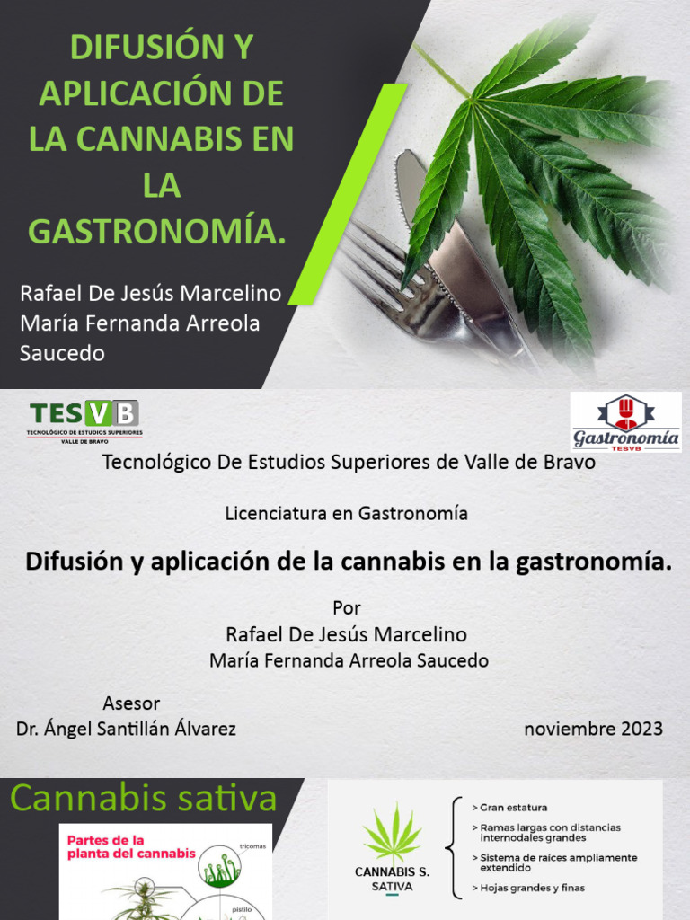 Difusión y Aplicación de La Cannabis en Gastro | PDF | Cannabis (Droga) | Tetrahidrocannabinol