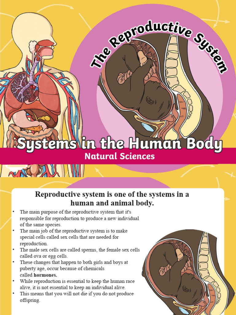 The Reproductive System | PDF | Reproductive System | Puberty
