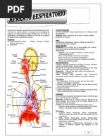 Anatomía de Faringe y Laringe | PDF | Laringe | Esófago