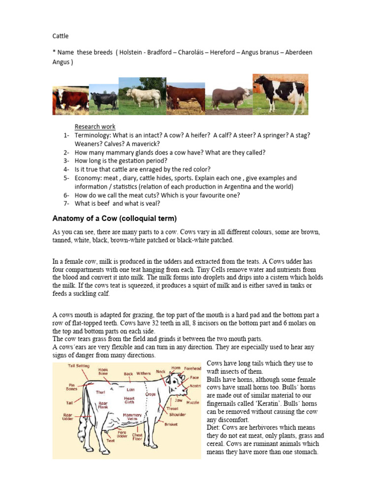 Cattle | PDF | Cattle | Digestion