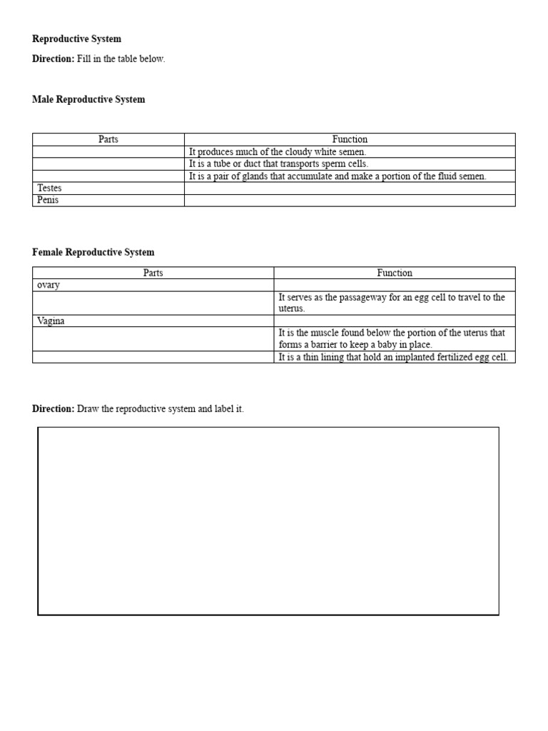 Reproductive System | PDF