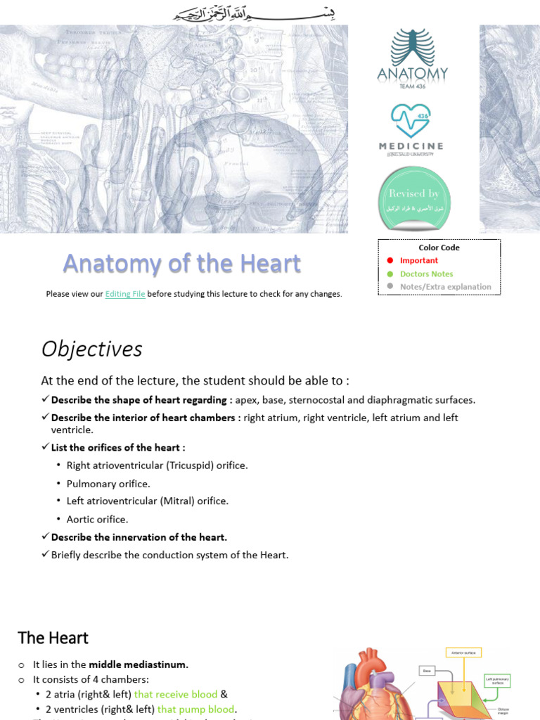 1-Anatomy of The Heart | PDF | Heart Valve | Atrium (Heart)