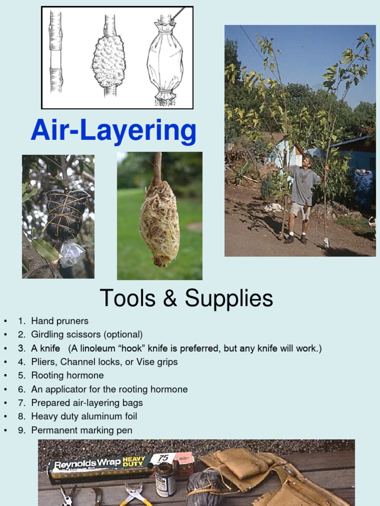 Air-Layering Guide: Tools and Steps | PDF | Root | Tissue (Biology)