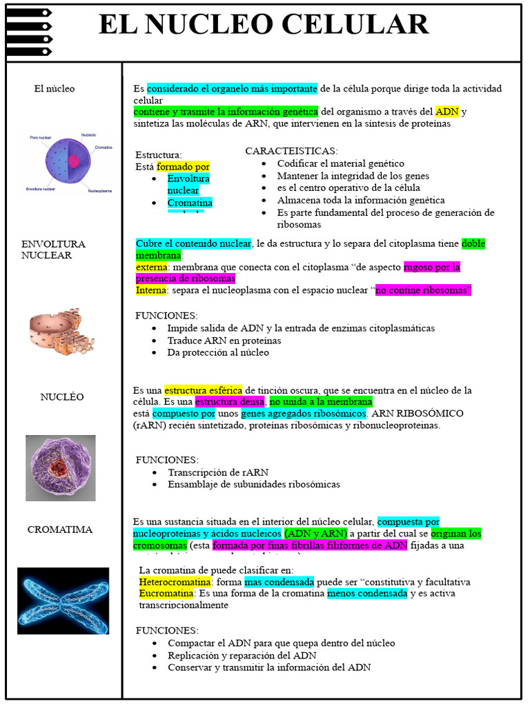 Nucleo Celular | PDF | Nucleo celular | Cromatina