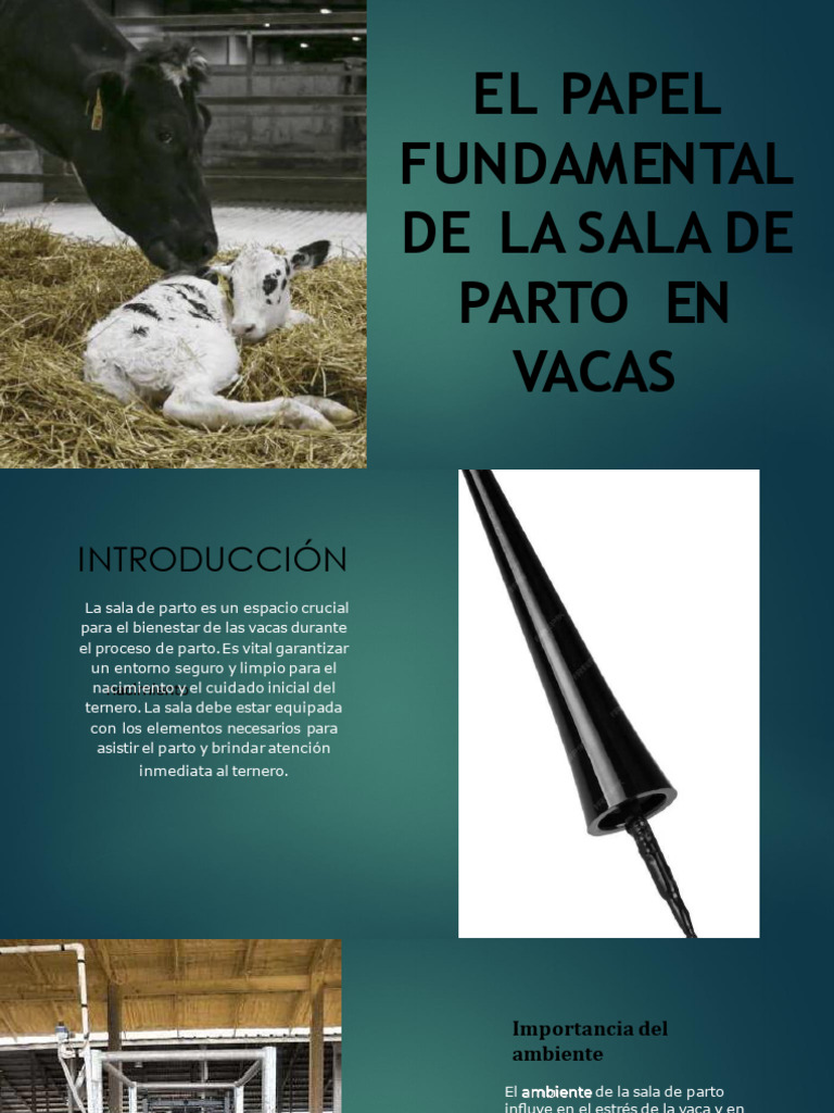 Trabajo Investigativo Parto de Las Vacas | PDF | Parto | Vacas