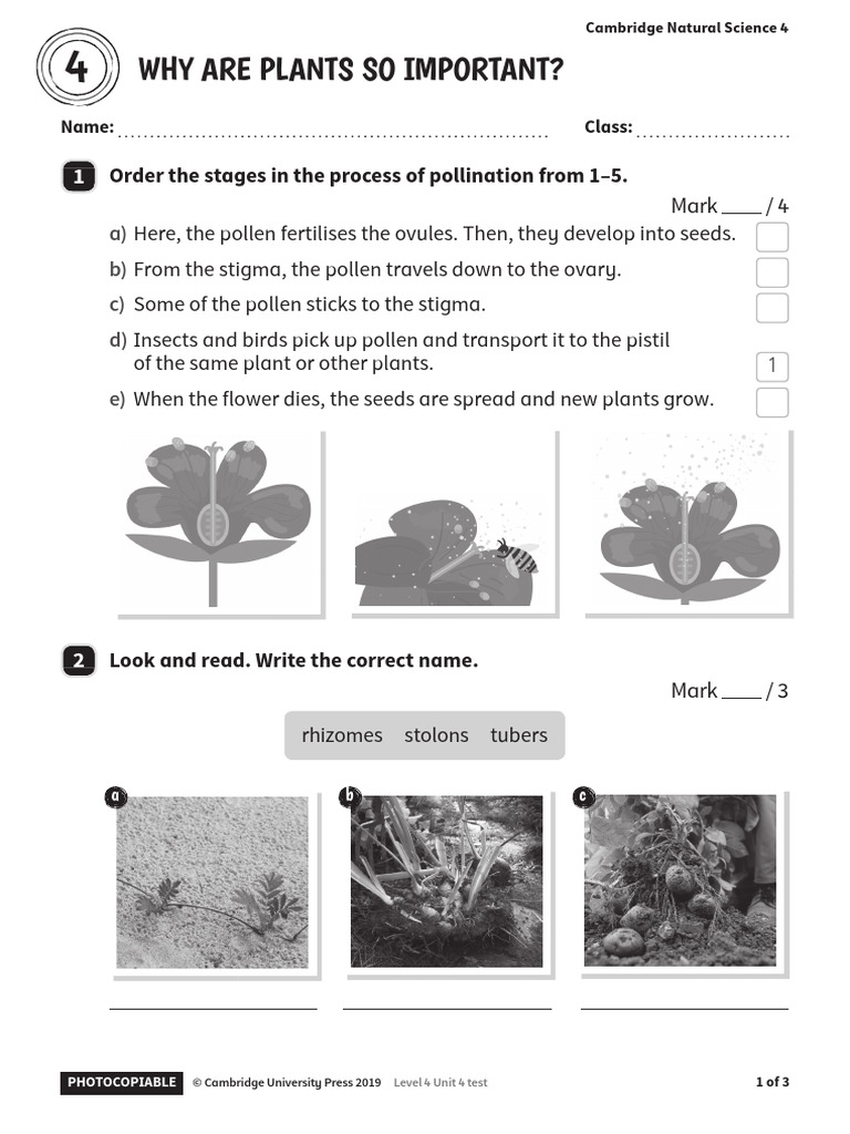 NS4 Tests U4 Low Level Tests | PDF | Plants | Flowers