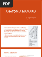 Anatomía y Función de la Mama Femenina | PDF | Pecho | Anatomía humana