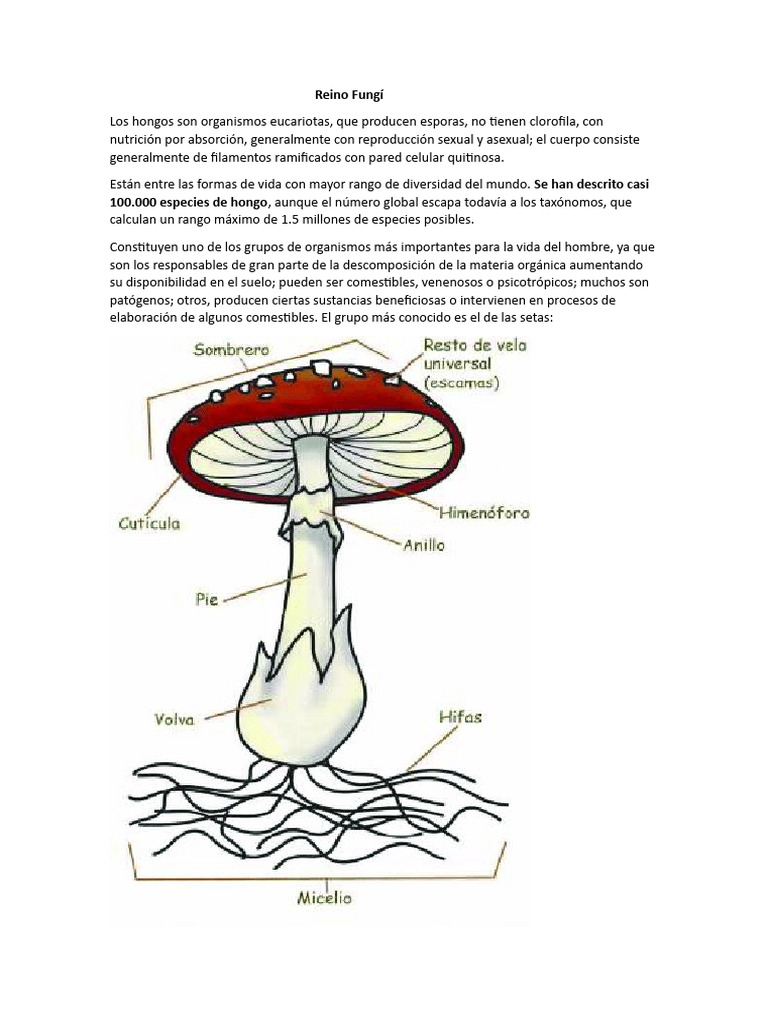 27-Reino Fungí | PDF | Hongo | Eucariotas