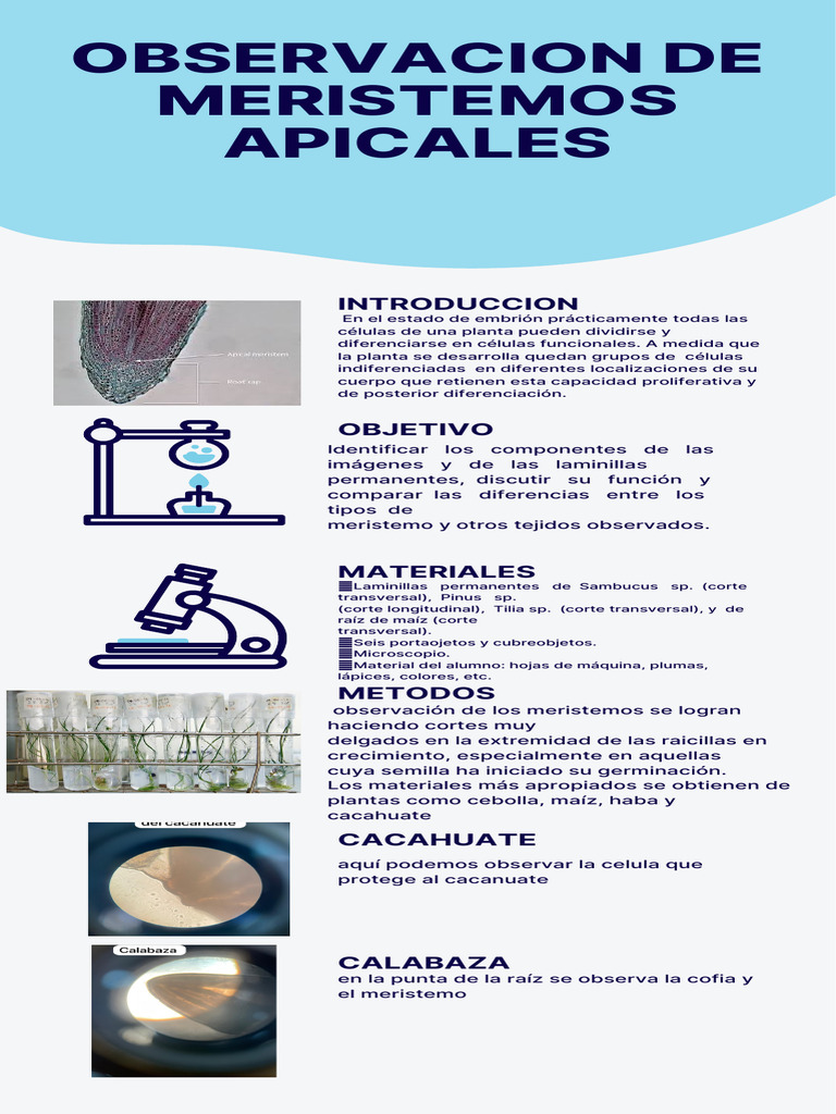Infografia de Meristemos | PDF | Salud y bienestar | Ciencia y matemáticas