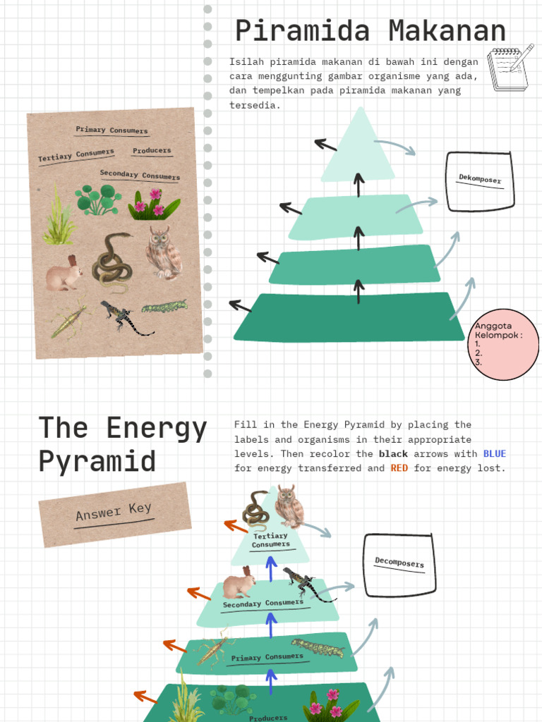 Energy Pyramid Activity Science Graphic Organizer in White Light Brown ...