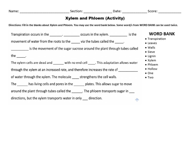 Xylem and Phloem Activity | PDF