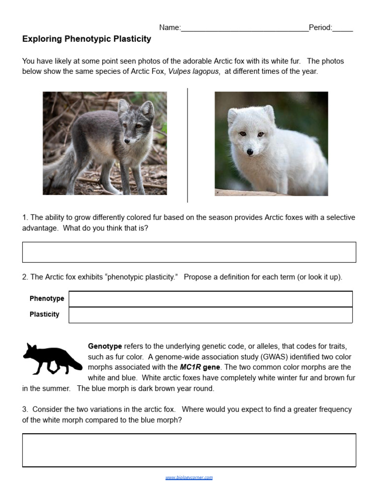 Arctic Fox and Daphnia Plasticity Insights | PDF | Evolution | Phenotype