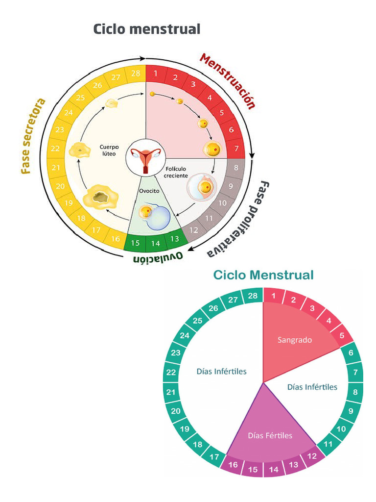 Ciclo Menstrual | PDF