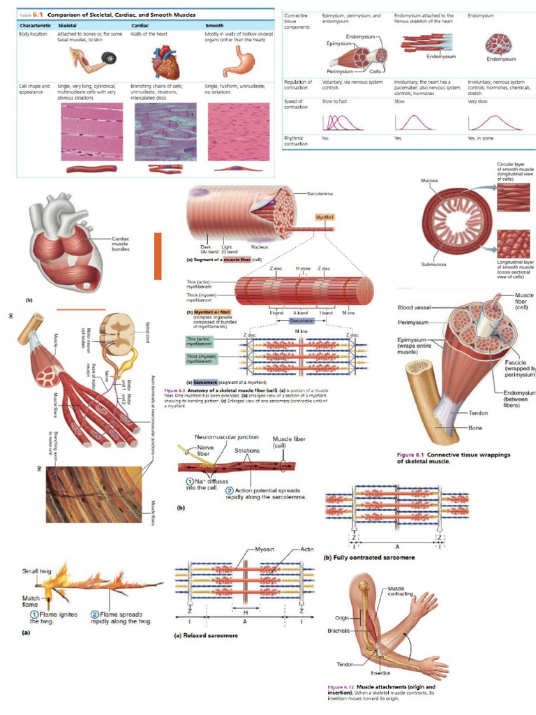 Muscular System | PDF