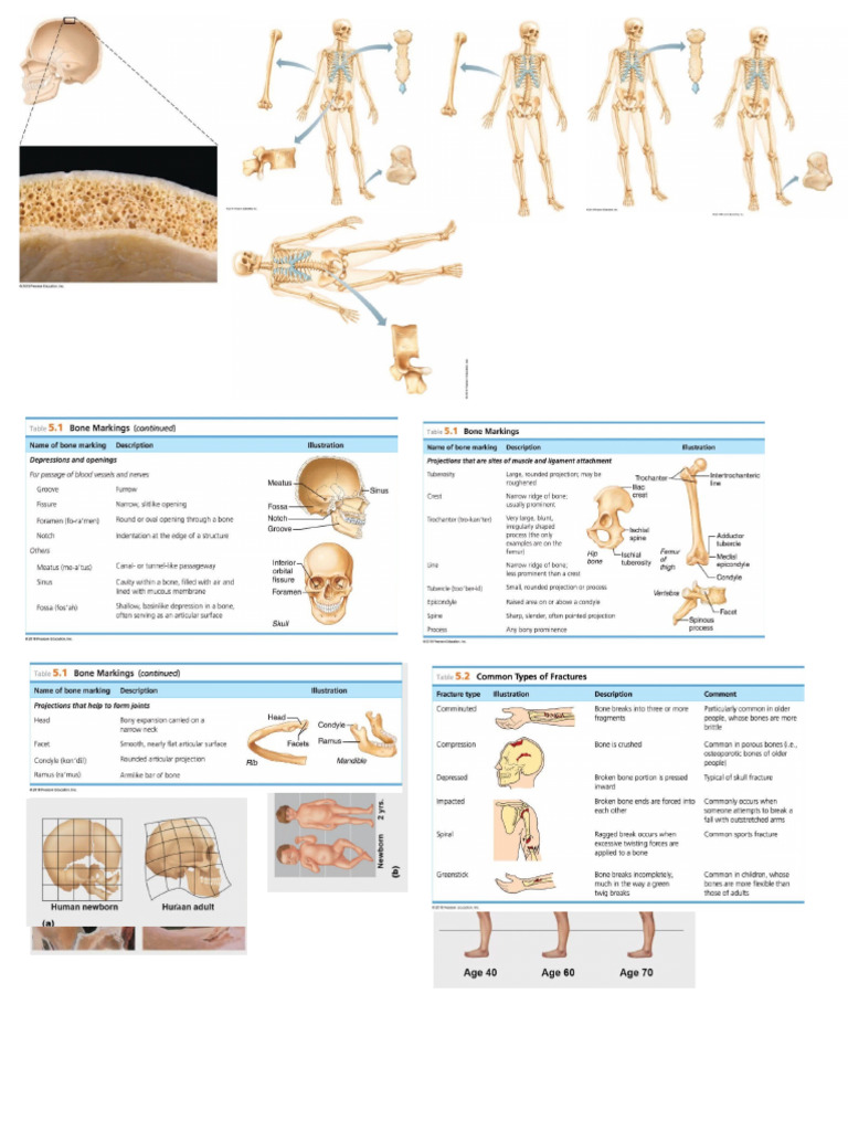 Chapter 5 The Skeletal System | PDF
