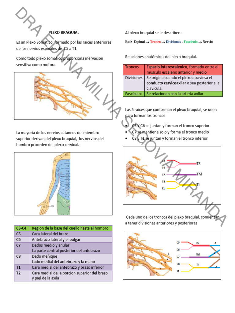 Plexo Braquial | PDF | Neuroanatomía | Extremidades (anatomía)
