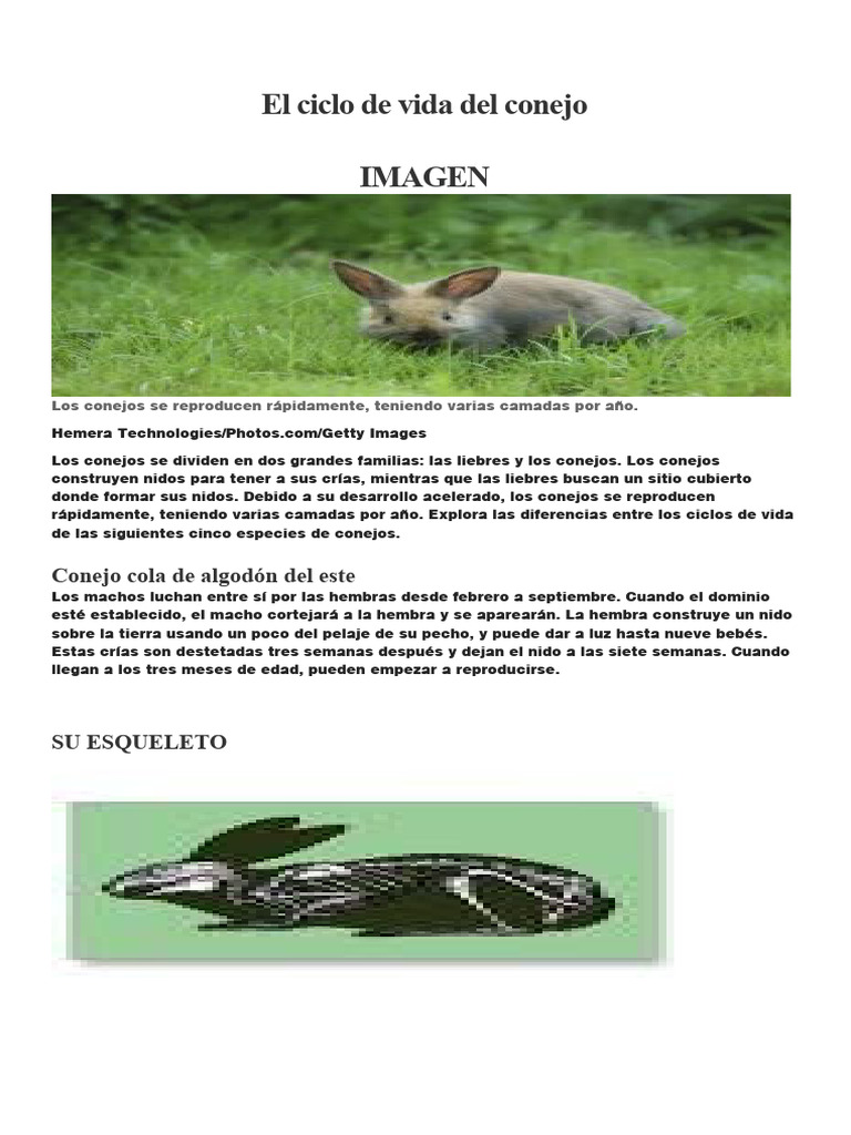 El Ciclo de Vida Del Conejo | PDF