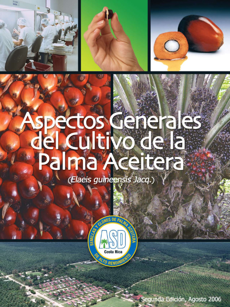 Aspectos Clave de la Palma Aceitera | PDF | Aceite de oliva | Arecaceae